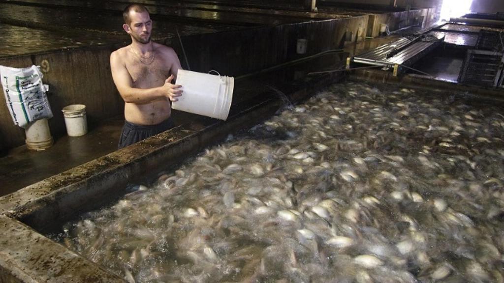La producción de pescado en granjas supera a la de vacuno por primera ...