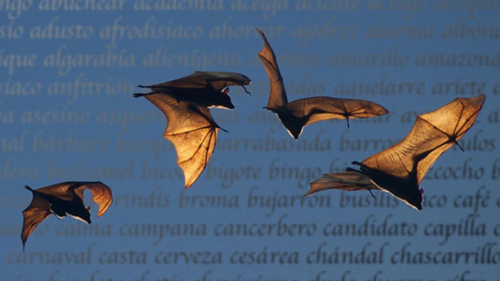 El viaje del 'murciégalo' y otras curiosidades etimológicas