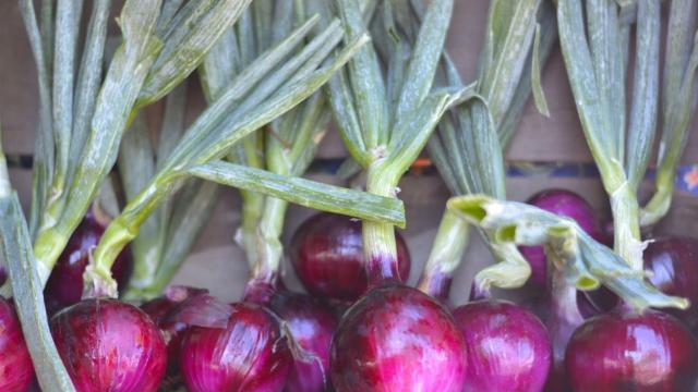 Cómo cultivar cebollas en macetas