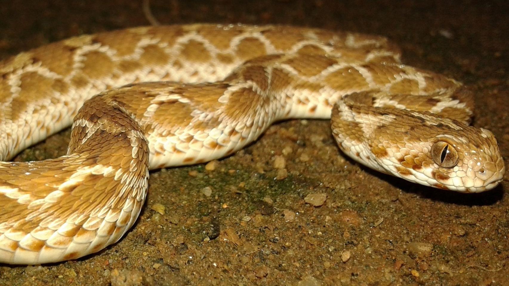 Un antídoto para el veneno de serpiente más mortífero