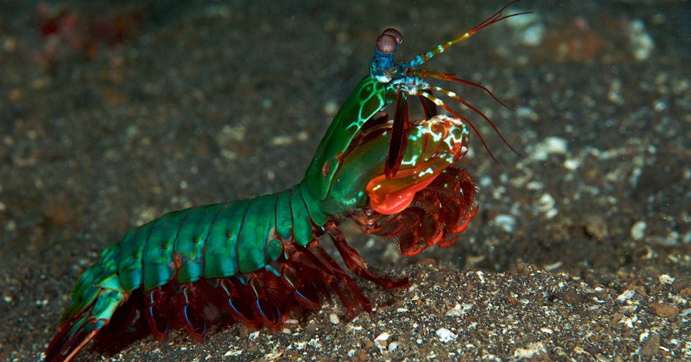 La gamba mantis, el crustáceo boxeador que distingue colores más rápido ...