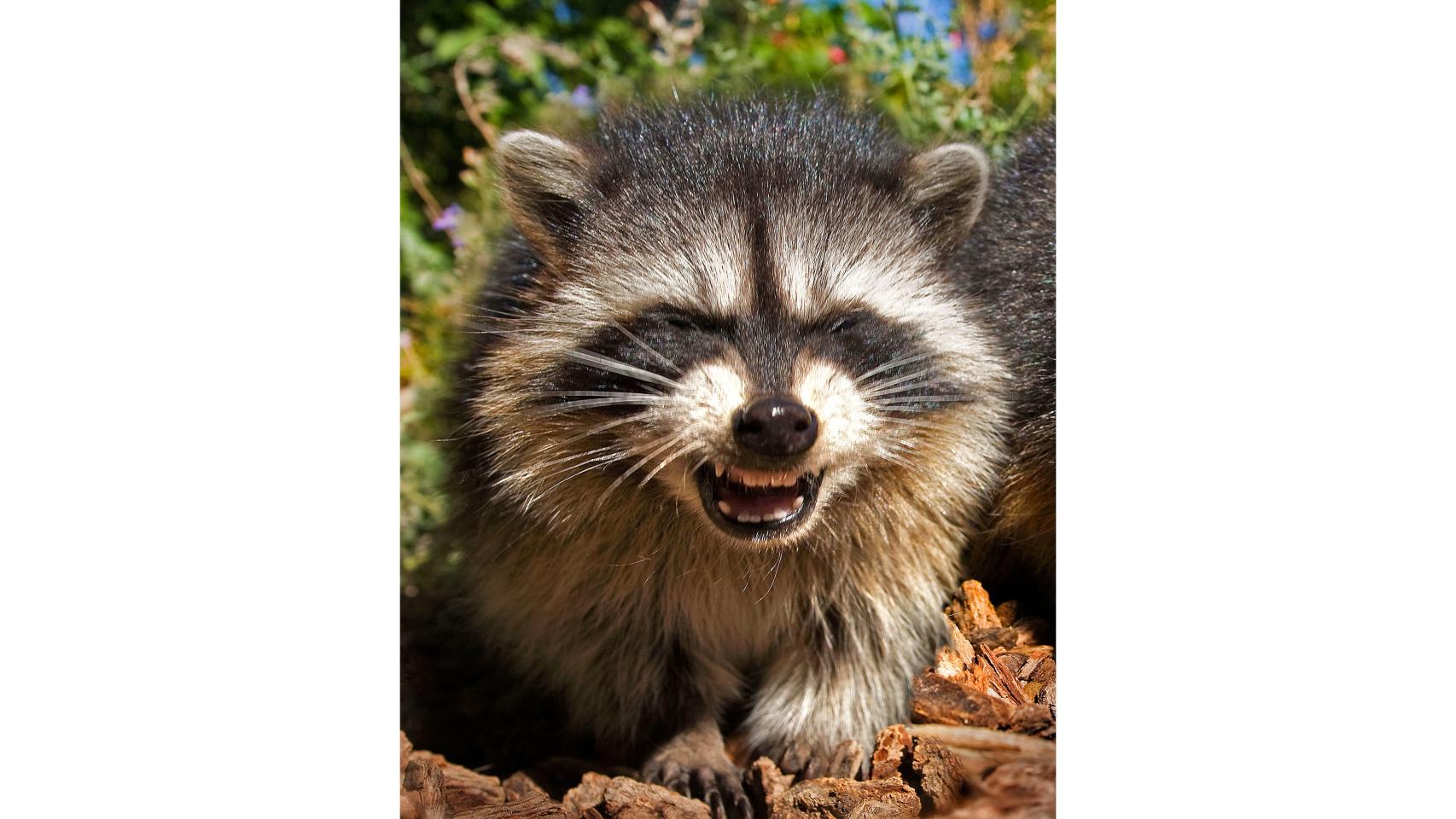 ¿Por qué se ríen los animales?