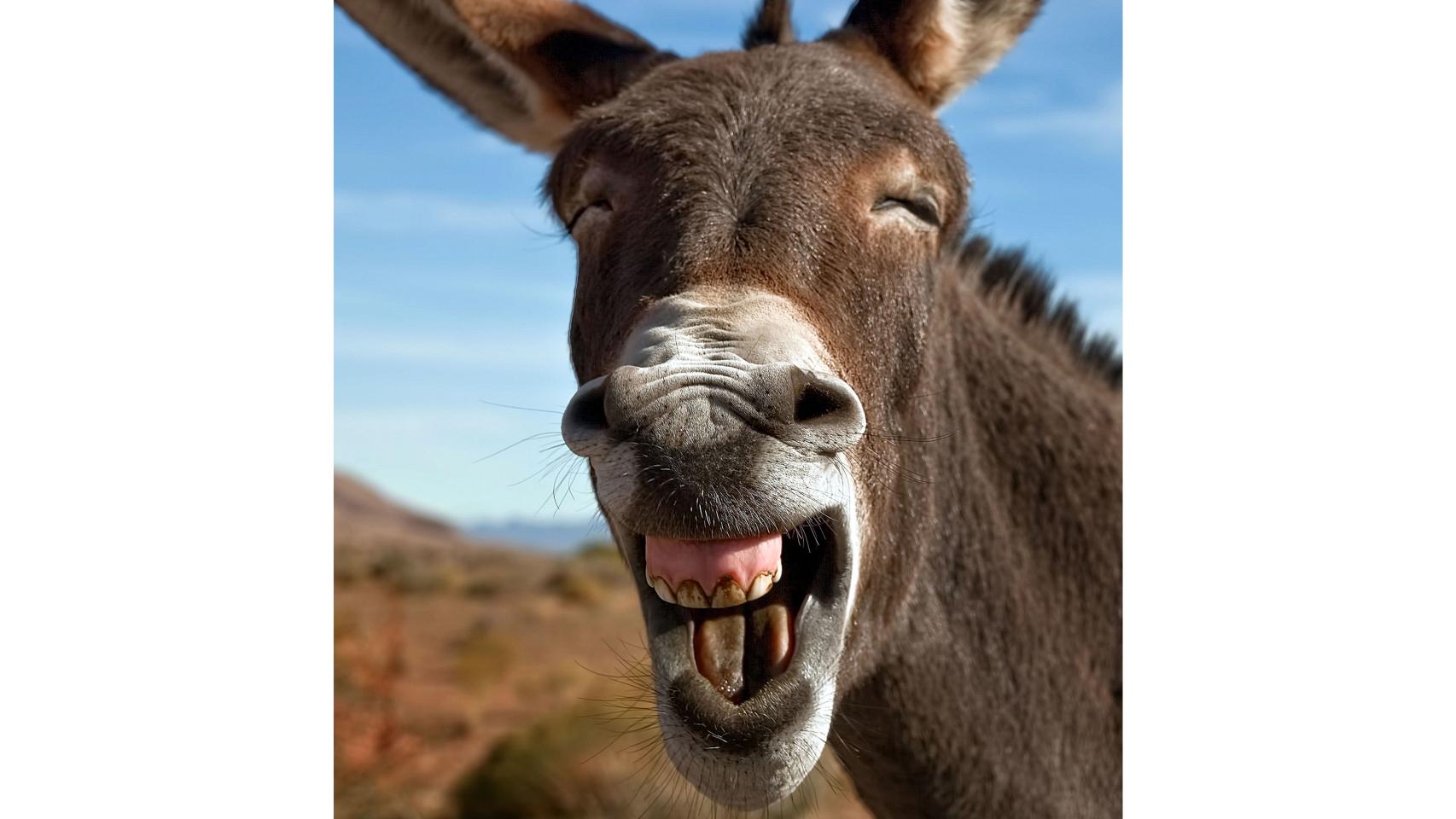 ¿Por qué se ríen los animales?