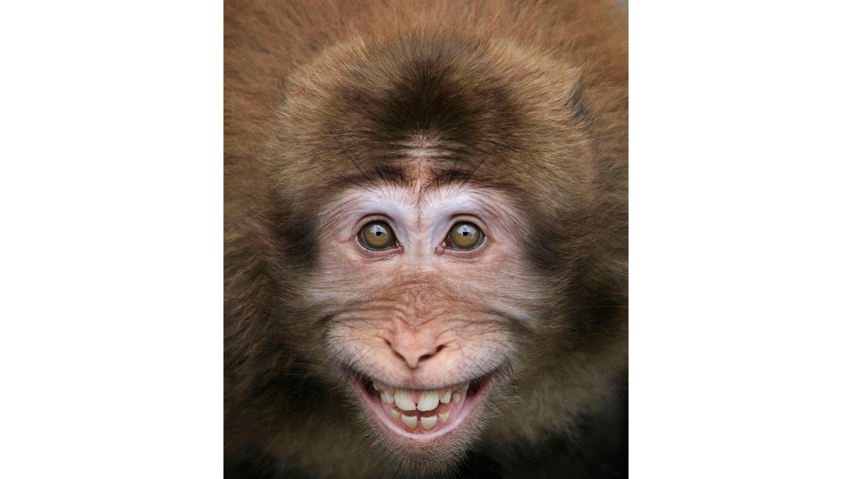 ¿Por qué se ríen los animales?