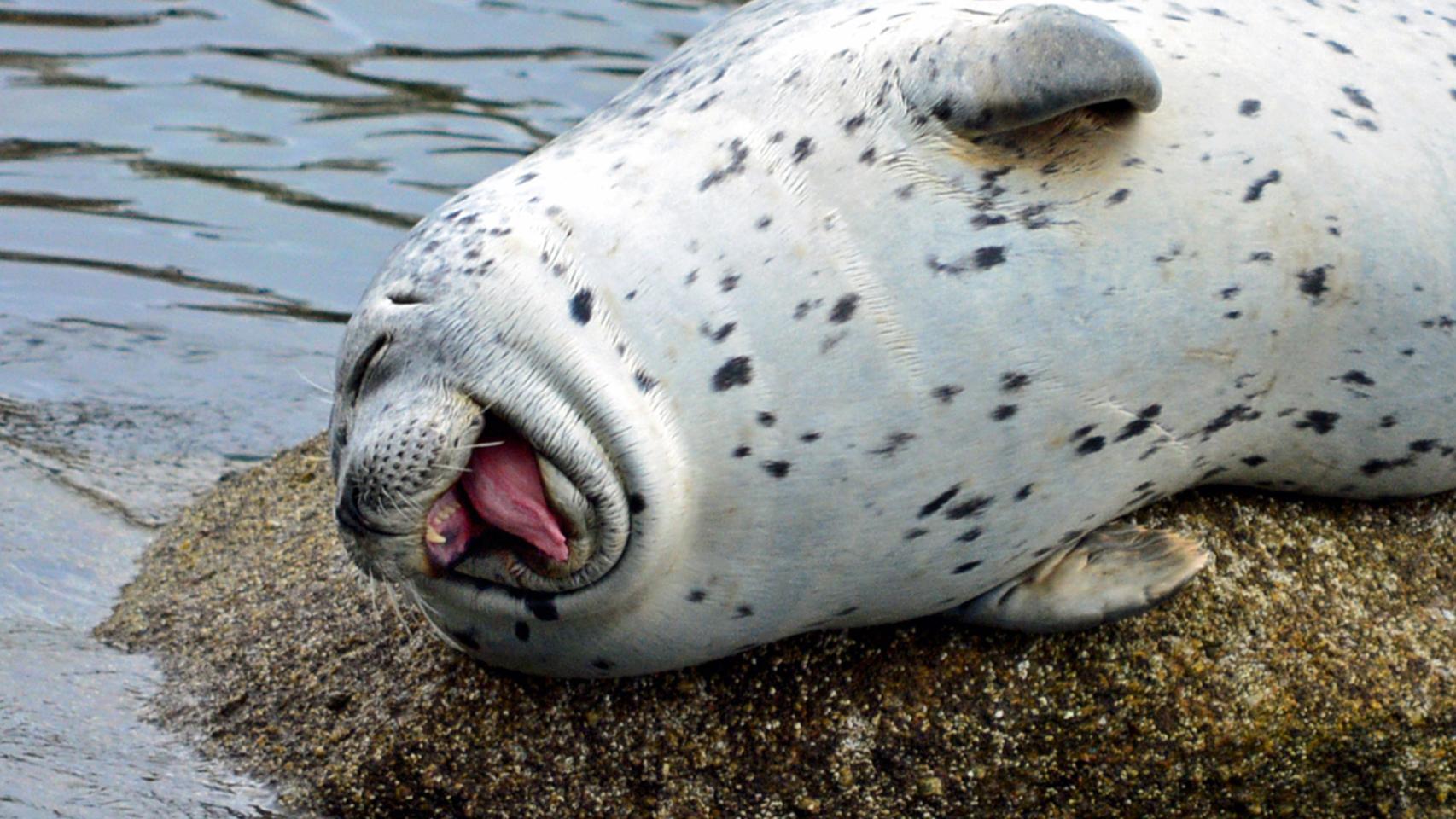 ¿Por qué se ríen los animales?