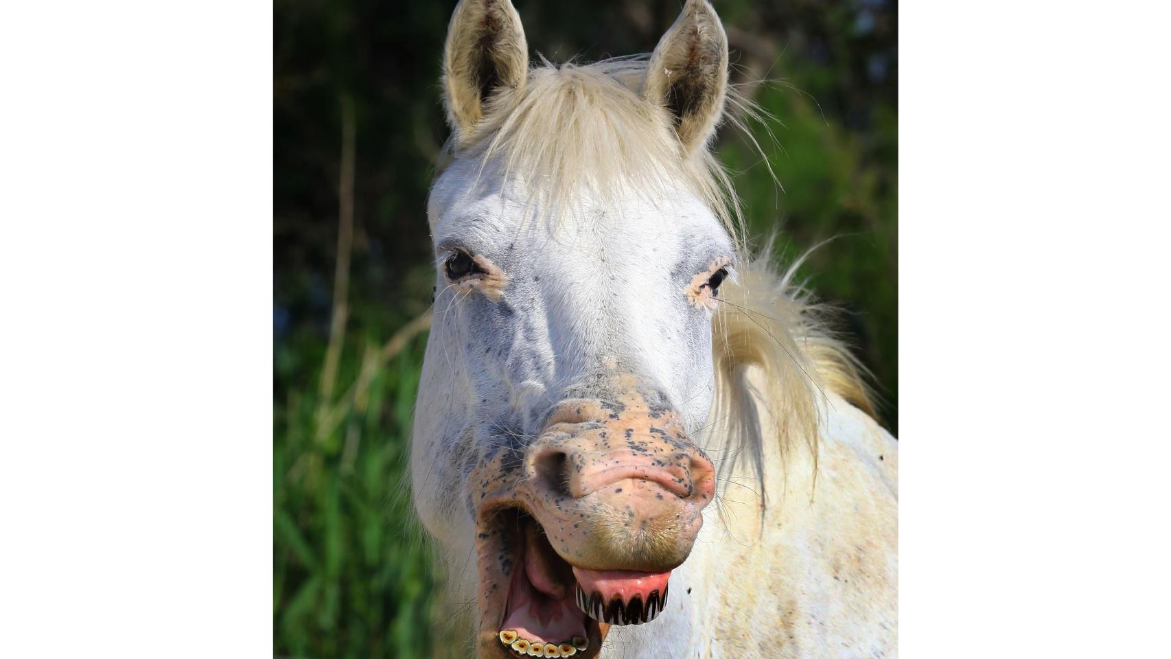 ¿Por qué se ríen los animales?