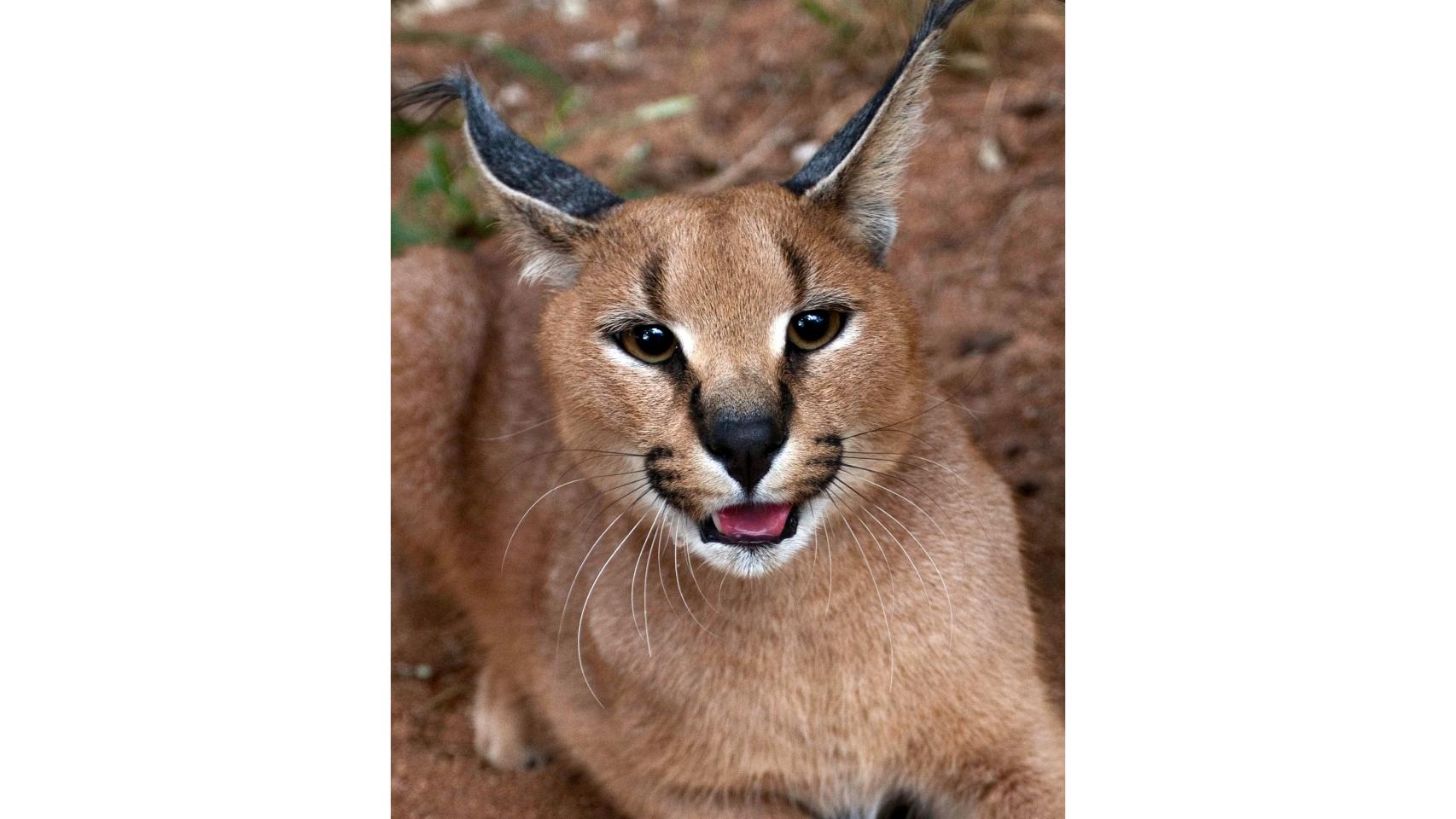 ¿Por qué se ríen los animales?