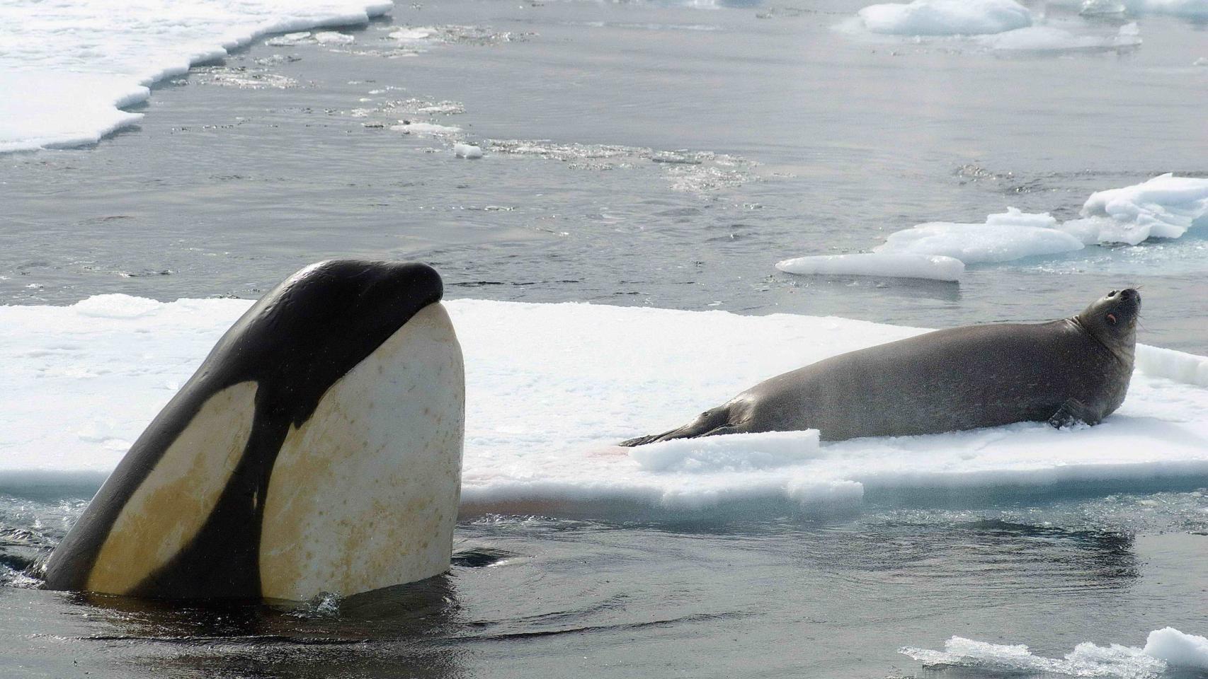 Nuevos secretos de las orcas asesinas