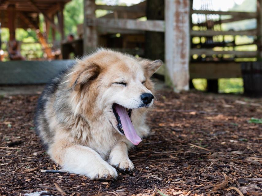 Por qué el bostezo se contagia y es peligroso estornudar