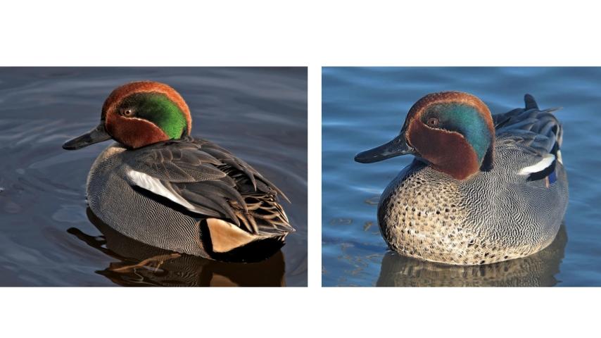 ¿Sabes qué color es el azul cerceta?