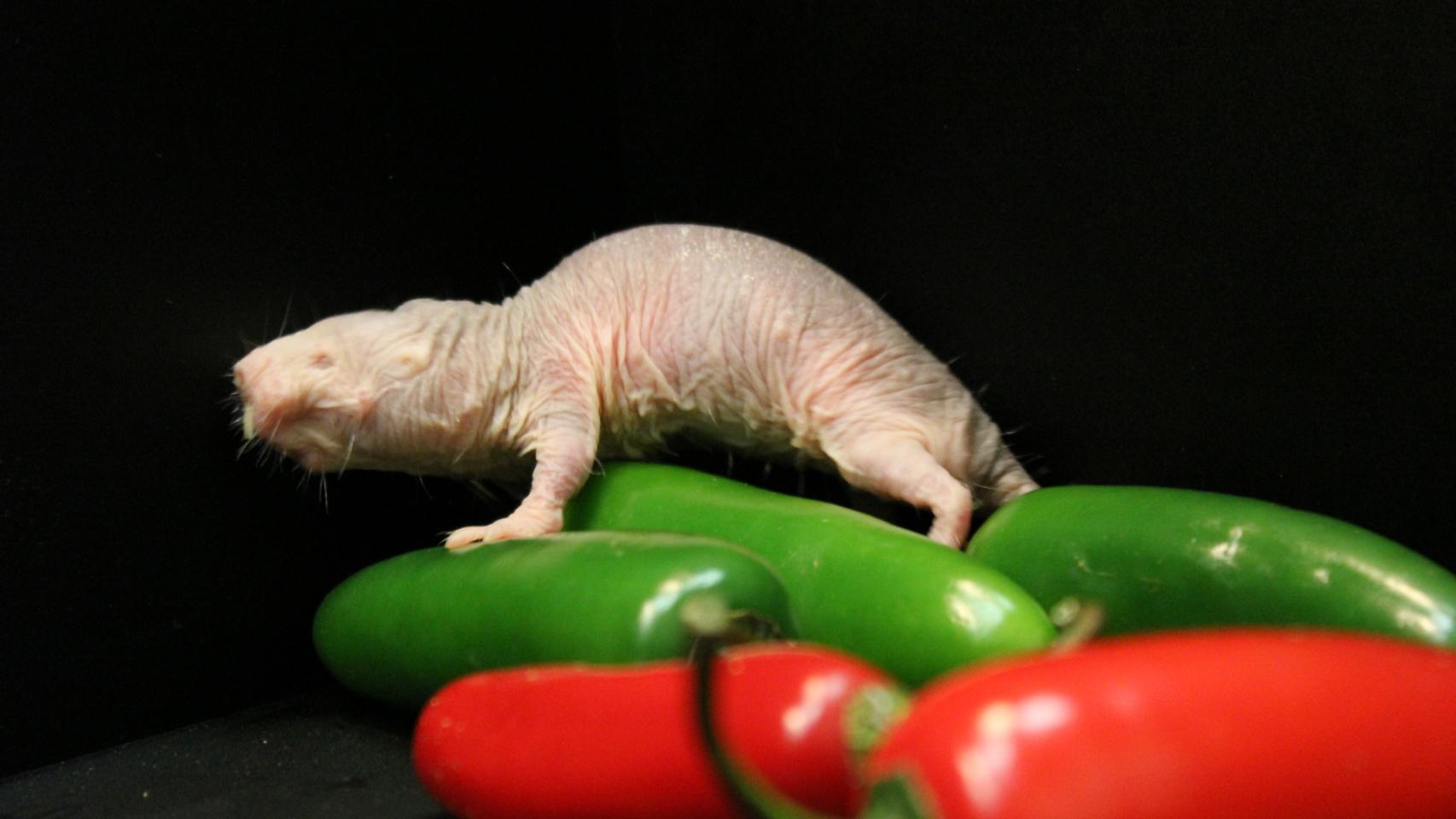 Así es el animal resistente al cáncer que tampoco siente dolor