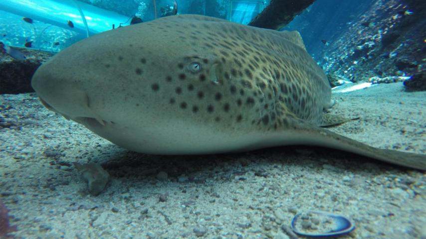 Leonie, la tiburón cebra que 'pasó' de los machos para tener hijos sola ...
