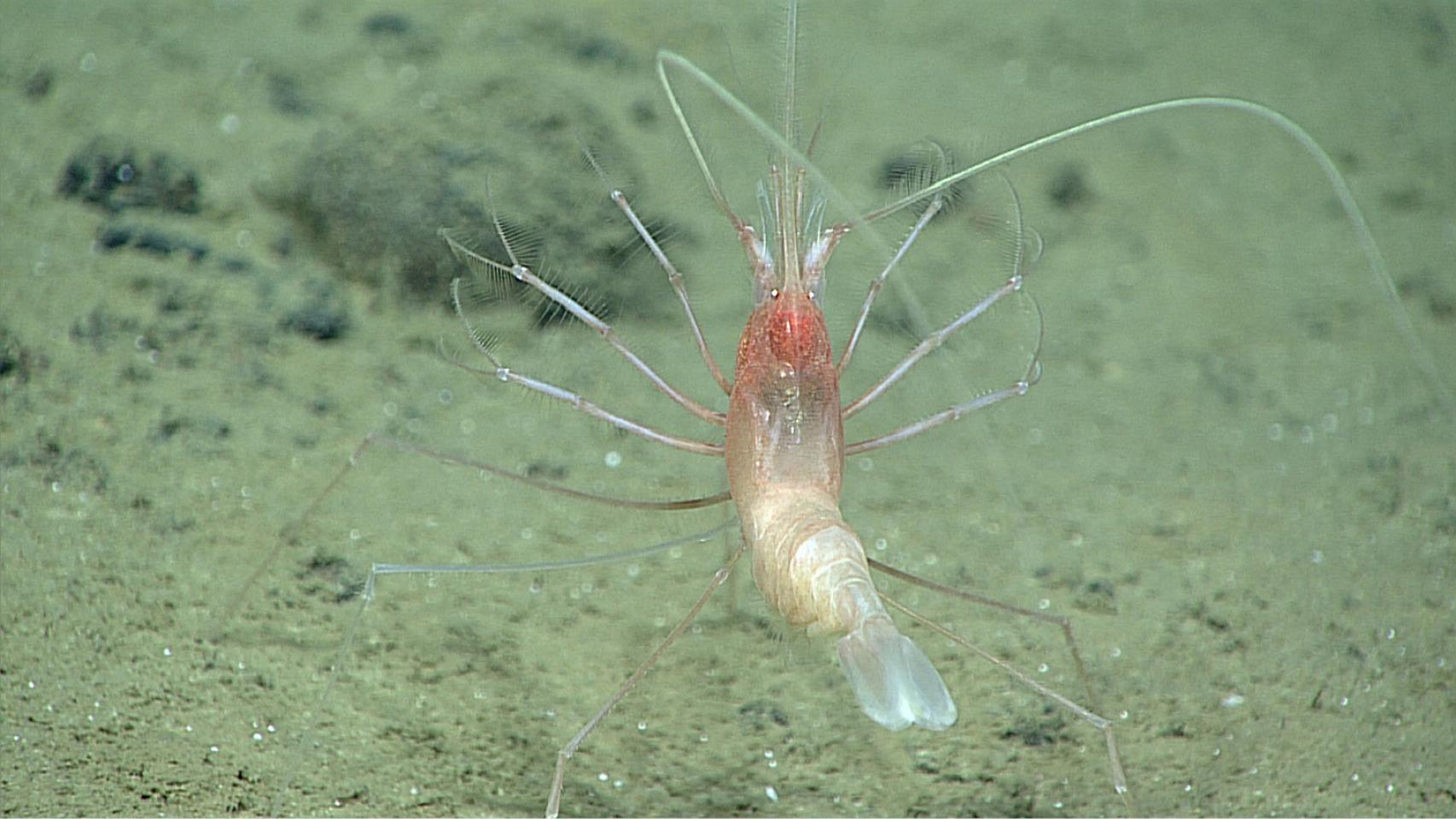 La gamba que vivía a casi 5.000 metros de profundidad