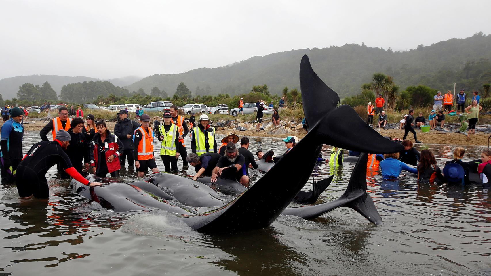 Ballenas varadas en Nueva Zelanda