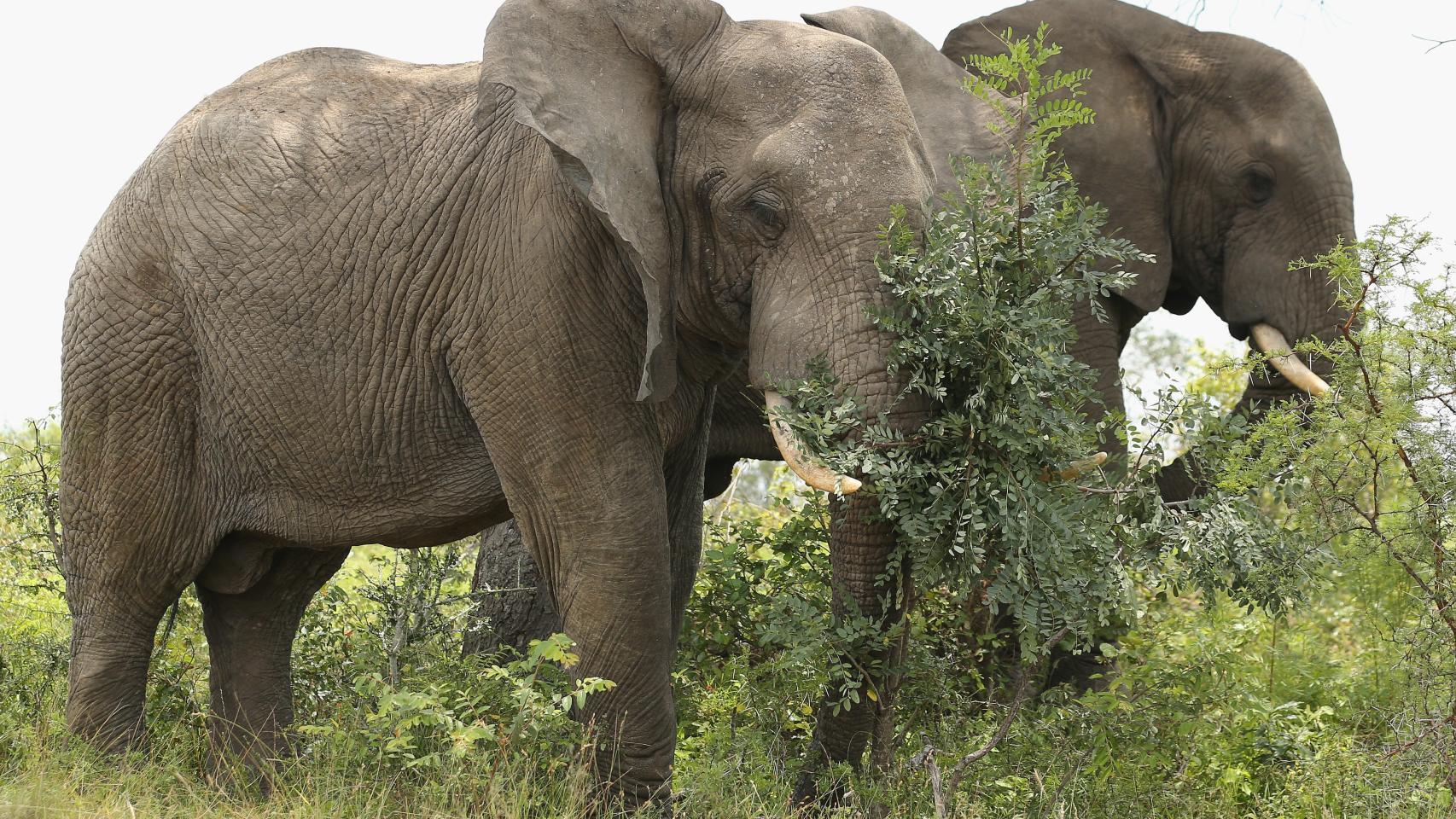 Lo que una Fitbit te puede decir del sueño de un elefante