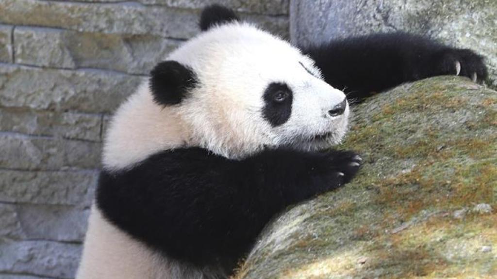 Conoce a Chulina, la osezna panda gigante del zoo de Madrid