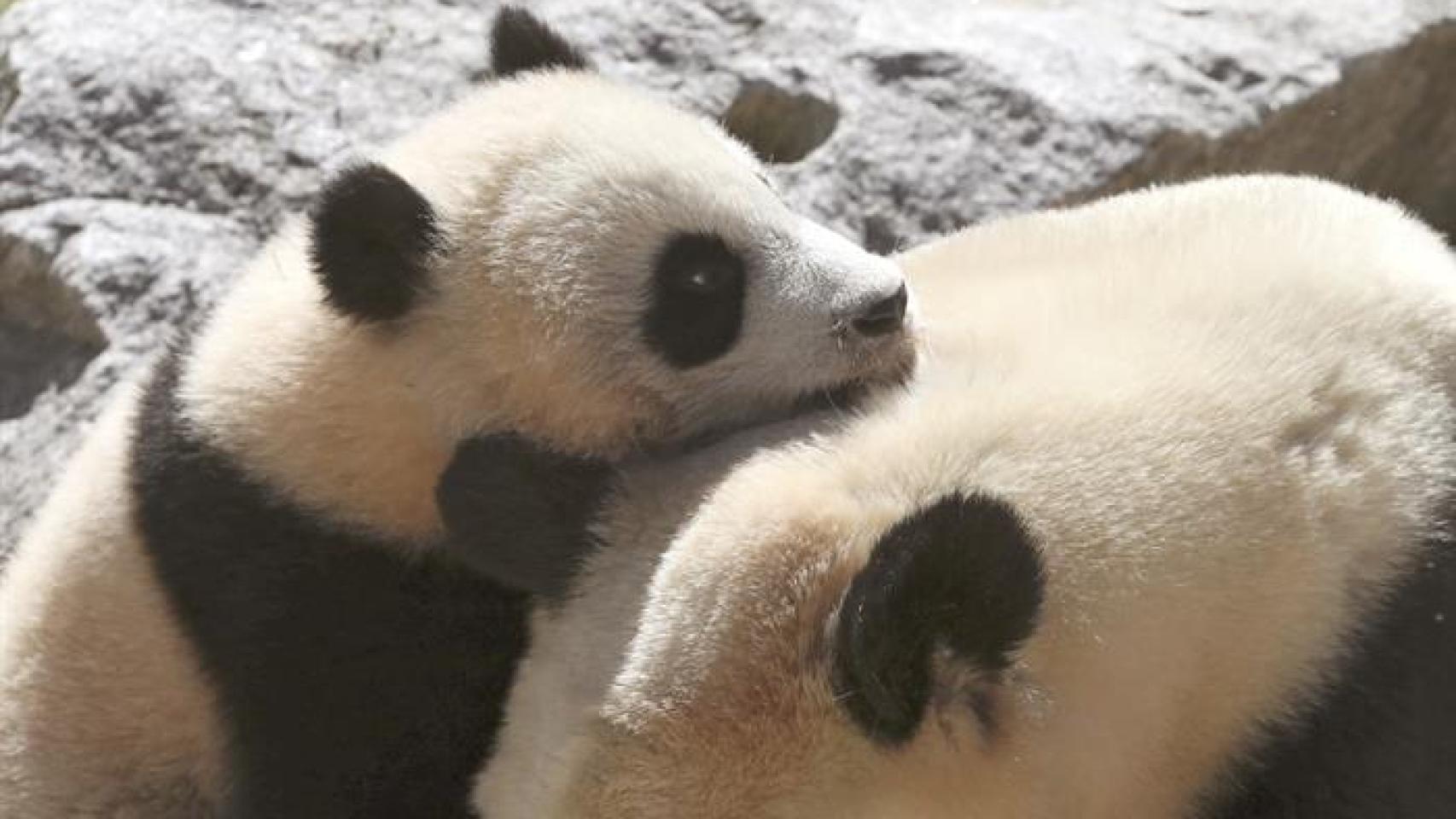 Chulina, la oso panda del zoo de Madrid