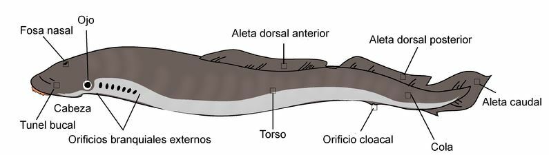 Lamprea a la bordelesa, una receta con mucha tradición