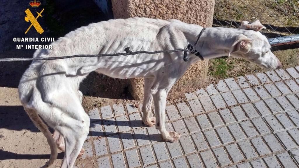 La 'perrera de los horrores' de Olivenza cierra por fin