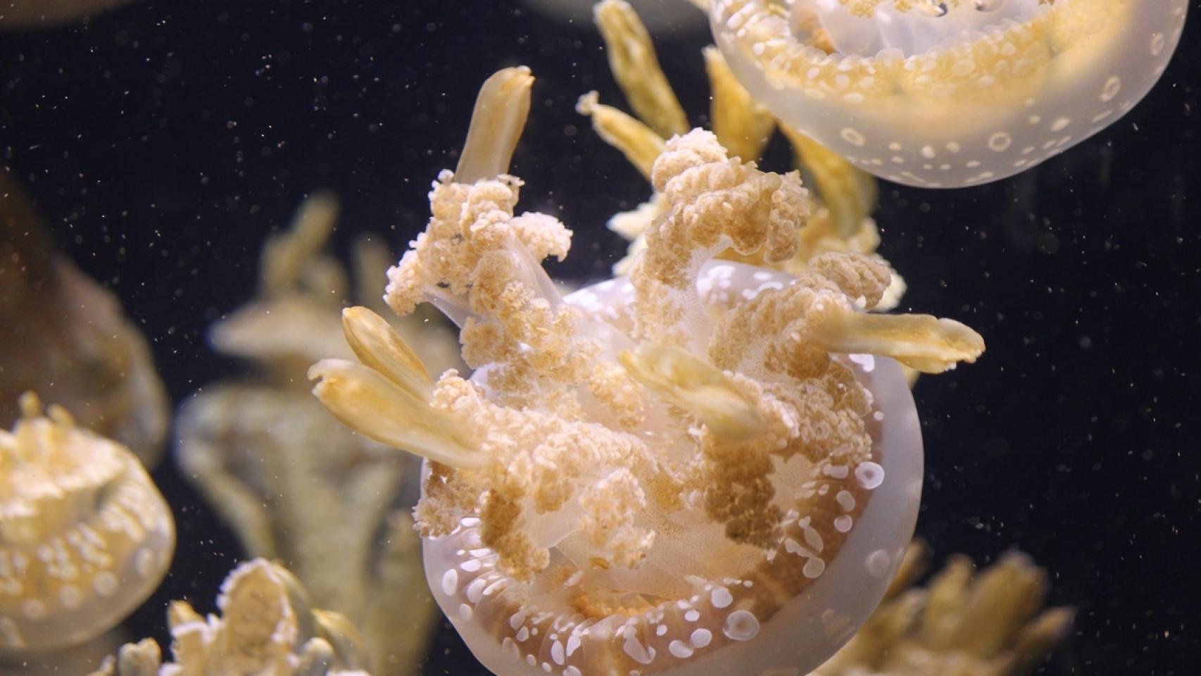Así es la "medusa inmortal": un animal que rejuvenece y puede vivir ...