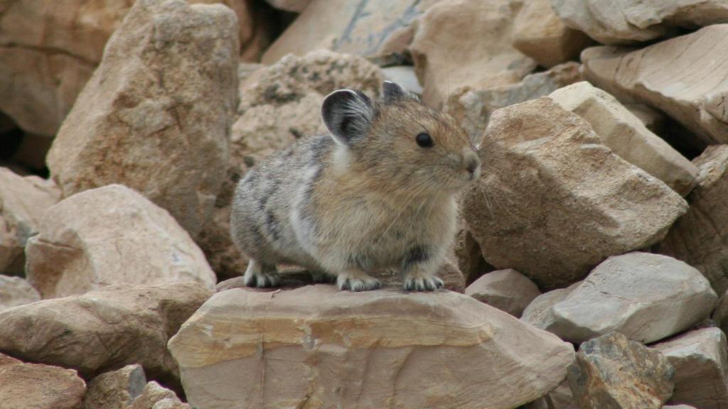 Pika, el adorable conejo-ratón que el cambio climático borró del mapa