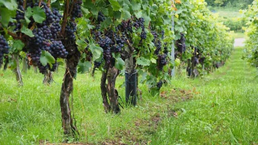 Las 15 variedades de uva tinta con mayor presencia en España