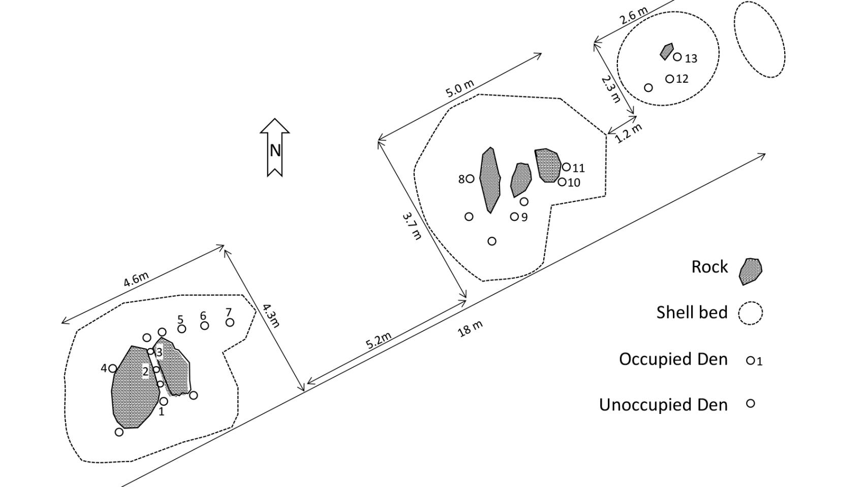 Octlantis, la ciudad construida por pulpos que intriga a la ciencia