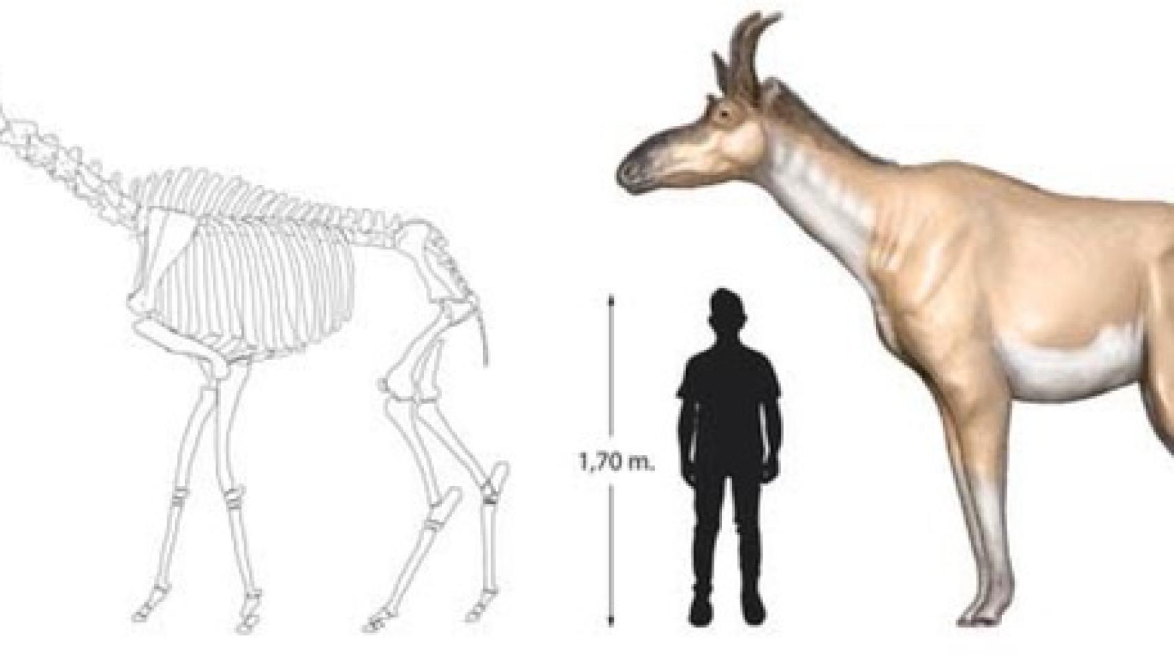 Decennatherium rex, la jirafa más vieja del mundo, descubierta en Madrid