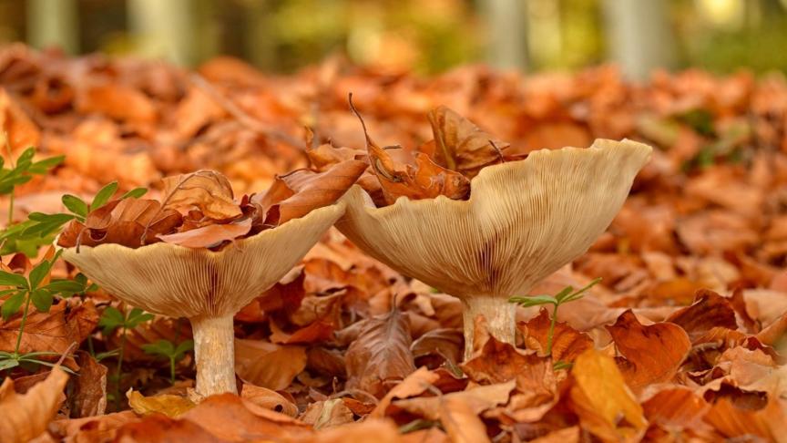 Cómo sacar el máximo partido a las setas de cada temporada