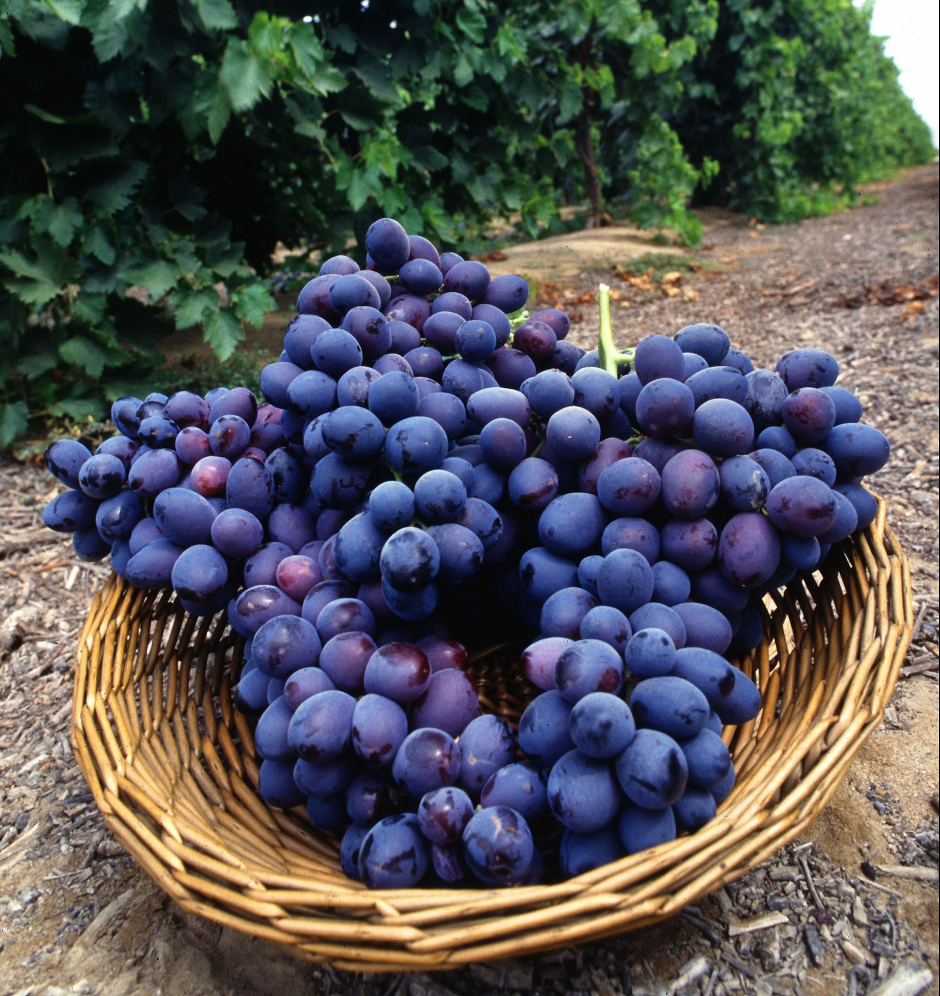 ¿Syrah o shiraz? Claves para entender a la caprichosa uva violeta