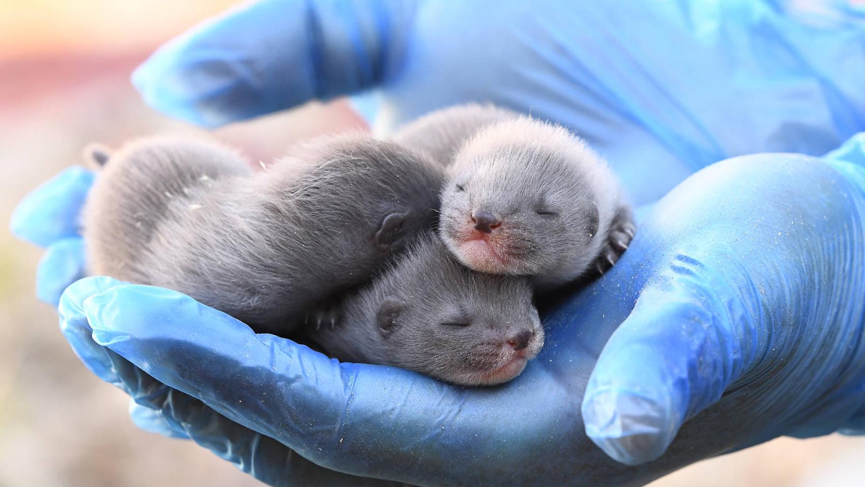 Nacen en Toledo 20 crías de visón europeo, especie en peligro crítico ...