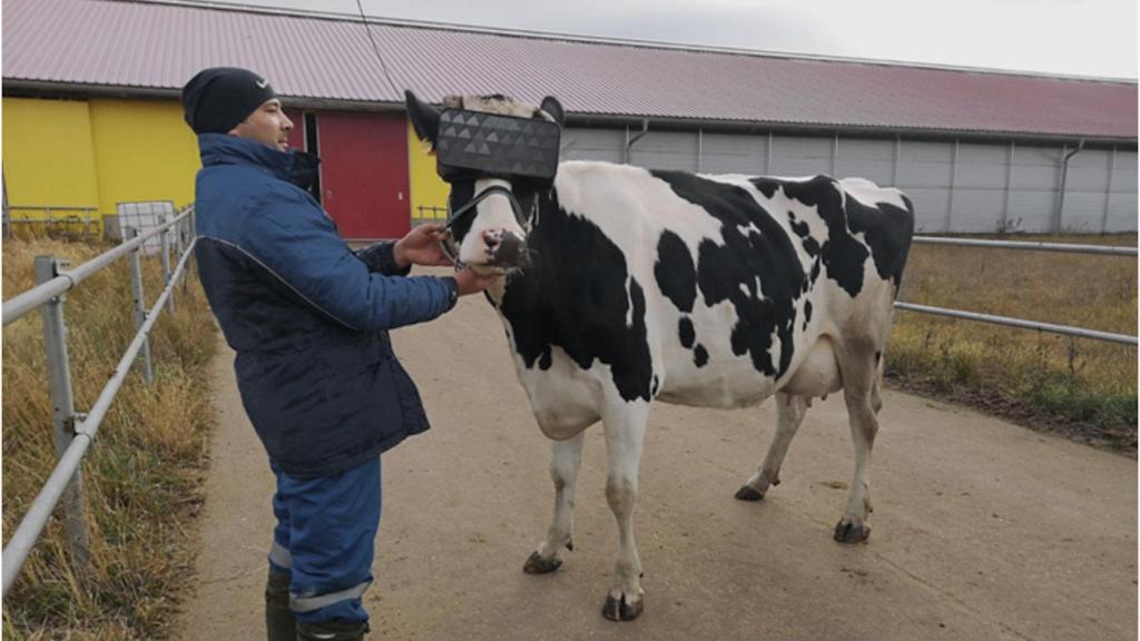 Vacas con gafas de realidad virtual para que crean que están en el campo