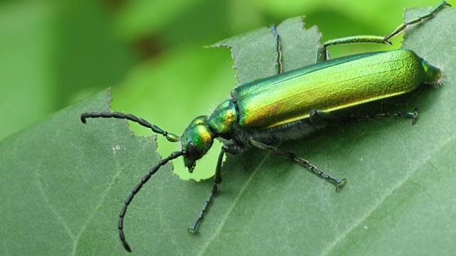 Los 10 insectos más venenosos del mundo (alguno de ellos se encuentra ...