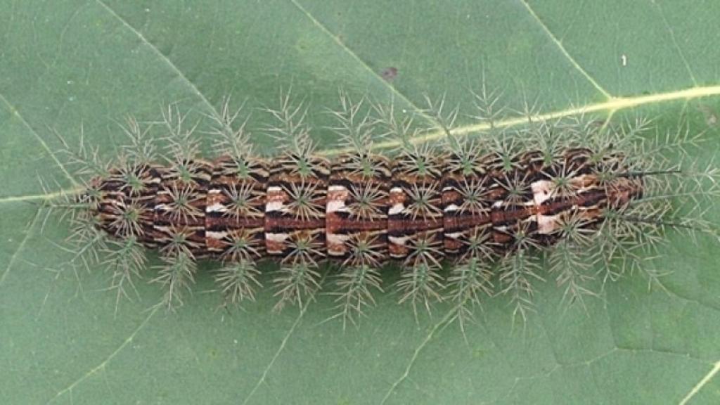 Los 10 insectos más venenosos del mundo (alguno de ellos se encuentra ...