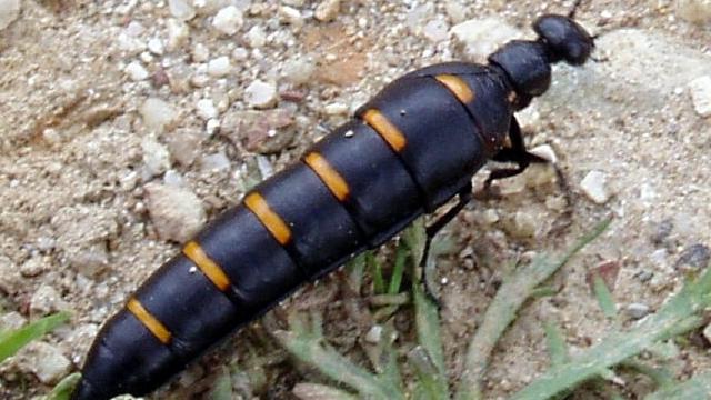 Los 10 insectos más venenosos del mundo (alguno de ellos se encuentra ...