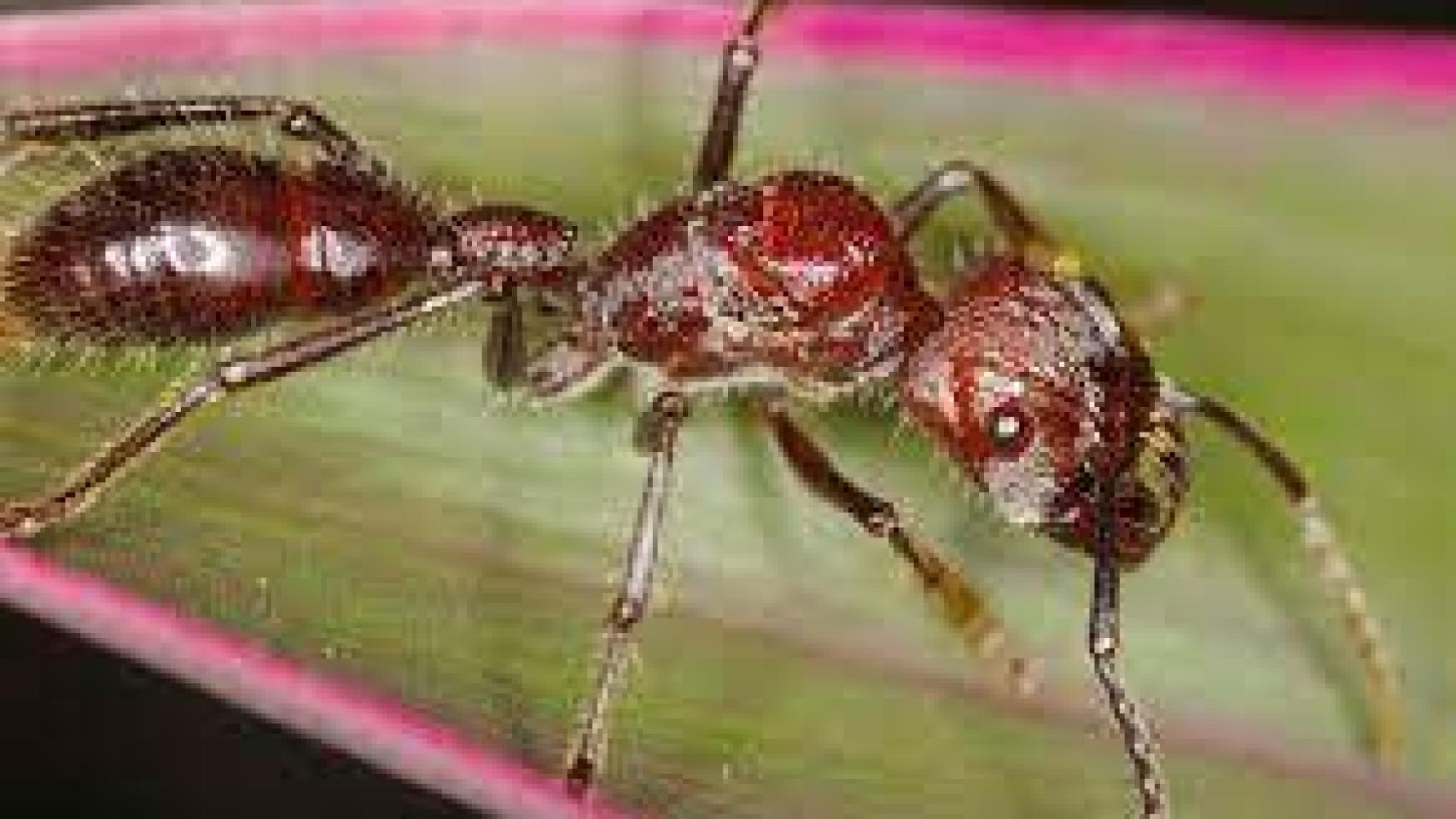 Los 10 insectos más venenosos del mundo (alguno de ellos se encuentra ...