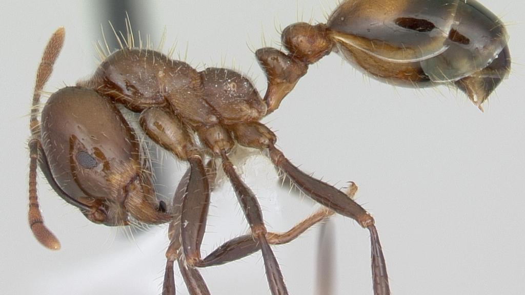 Los 10 insectos más venenosos del mundo (alguno de ellos se encuentra ...