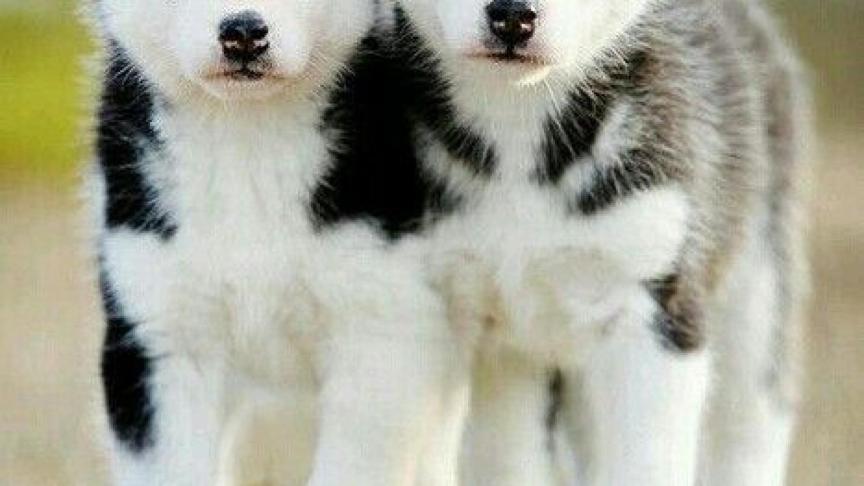 Estas son las razas de perros blancos y negros