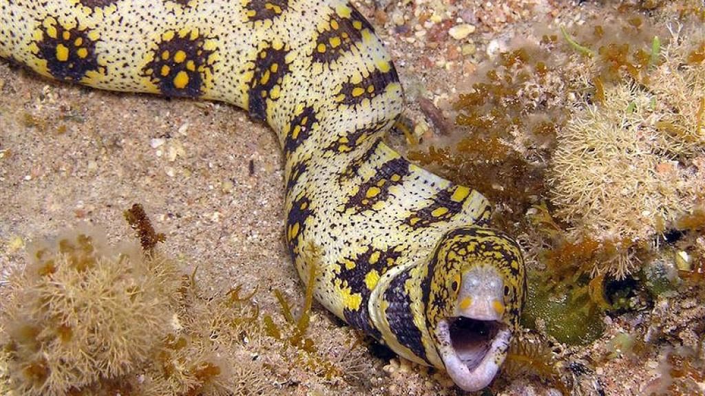 Nuevo descubrimiento: el 'monstruo marino' que sale del agua para ...