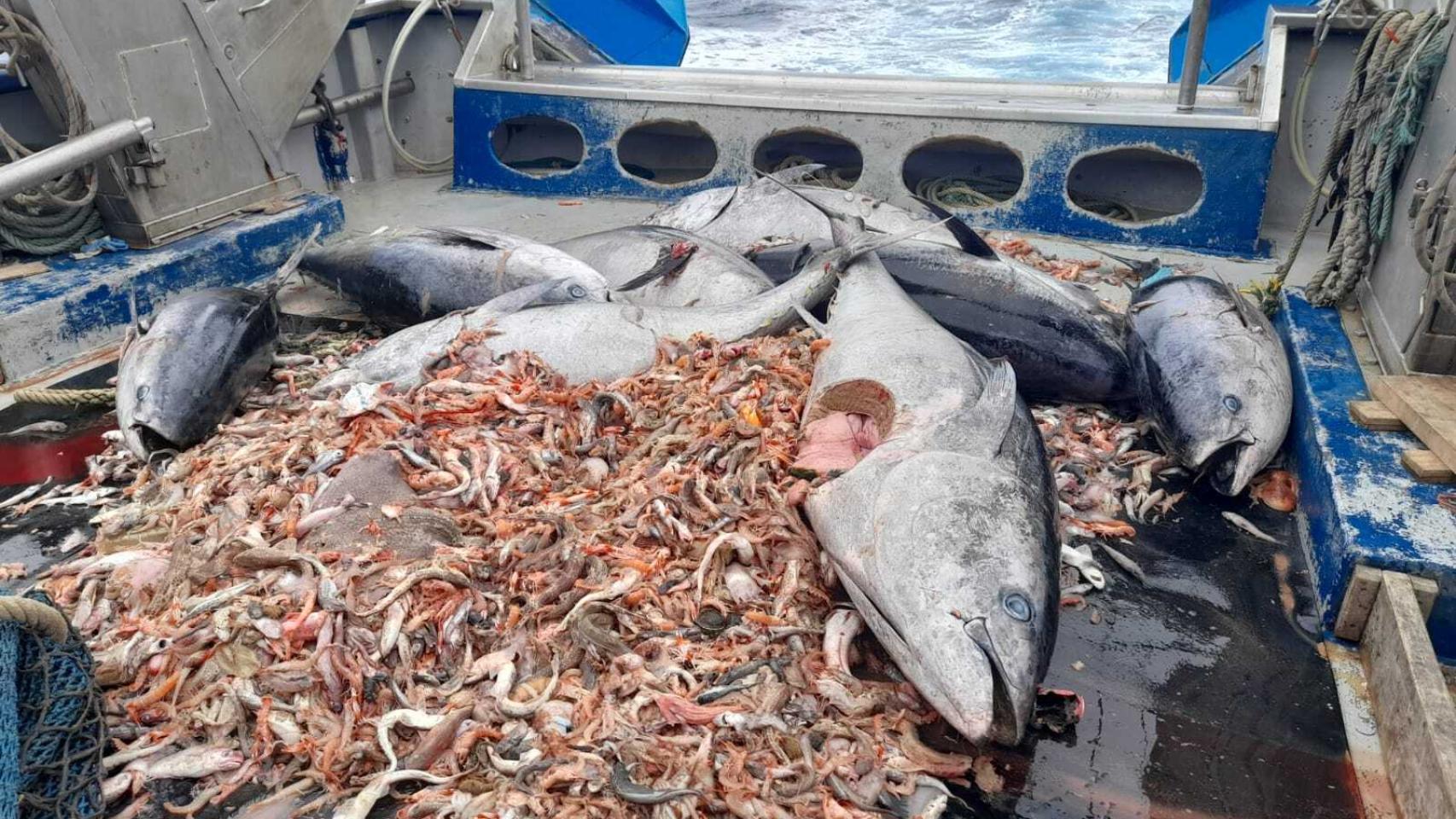 El misterio del cementerio de atún del Mediterráneo: el drama de los ...