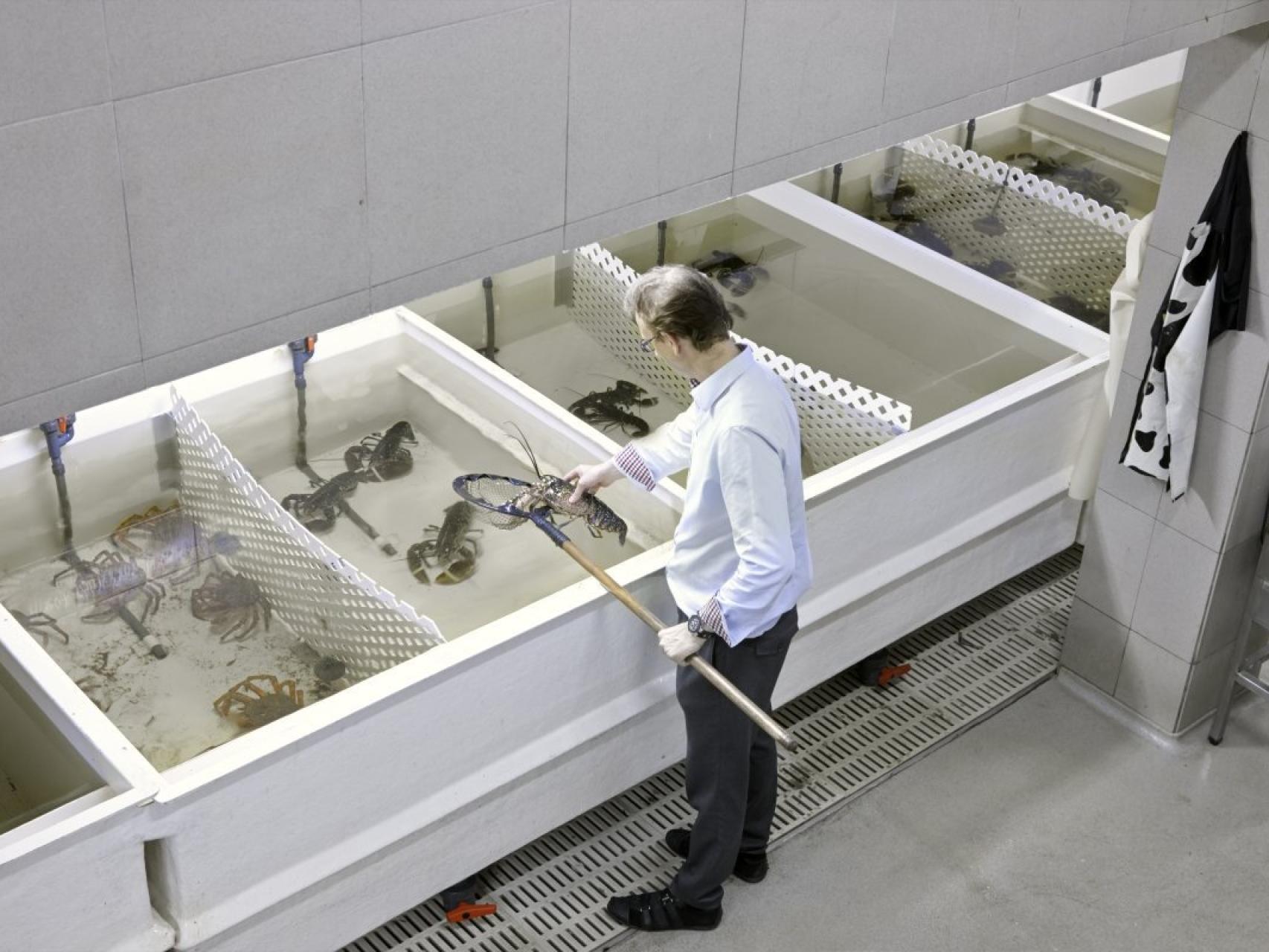 Kaia-Kaipe, el restaurante donde comer rodaballo como el de Elkano y es ...