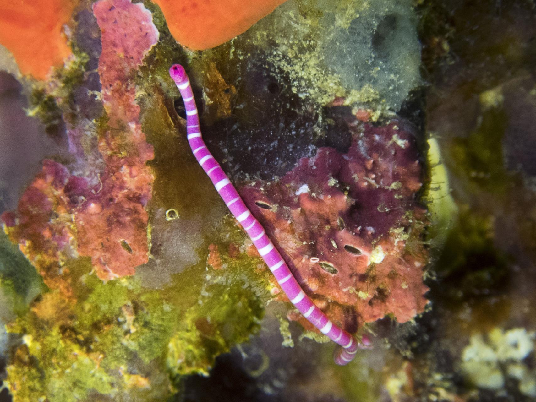 La fotógrafa del mar y los gusanos que pueblan el fondo de los océanos