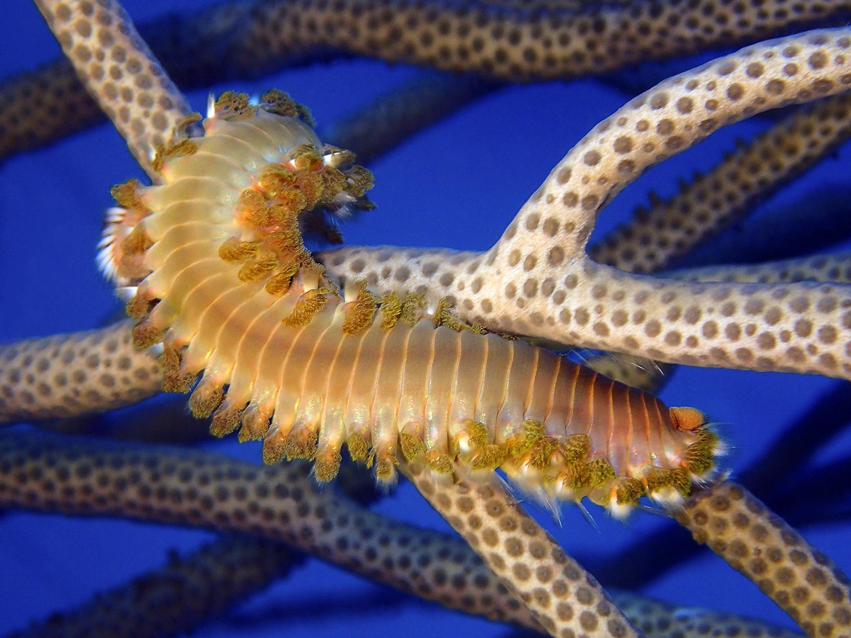La fotógrafa del mar y los gusanos que pueblan el fondo de los océanos
