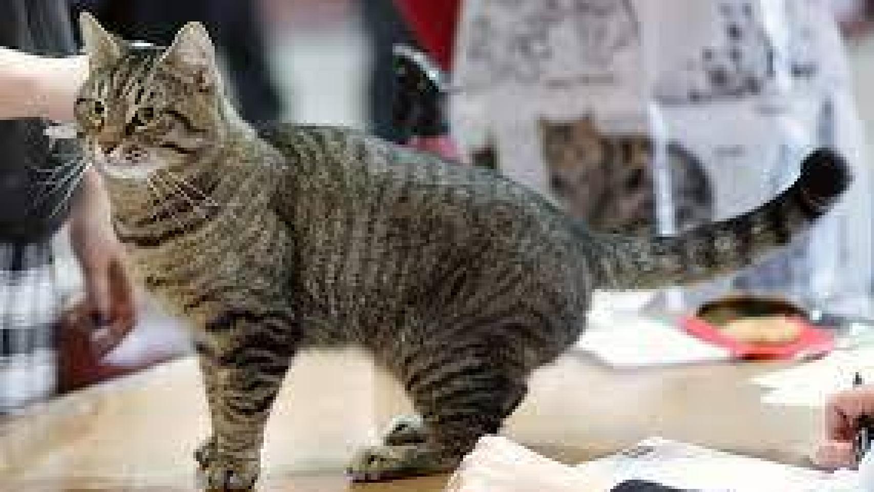 La lista de los 12 animales más inteligentes