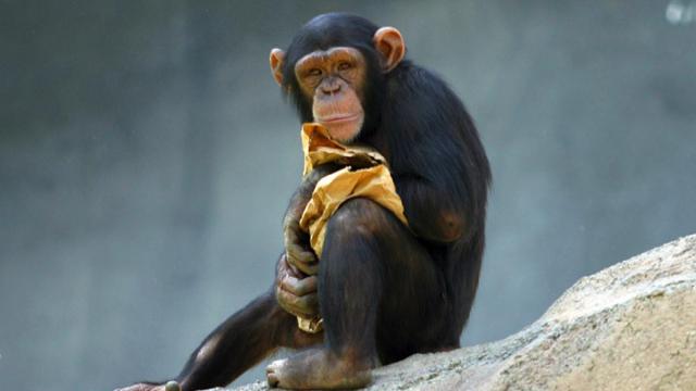 La lista de los 12 animales más inteligentes
