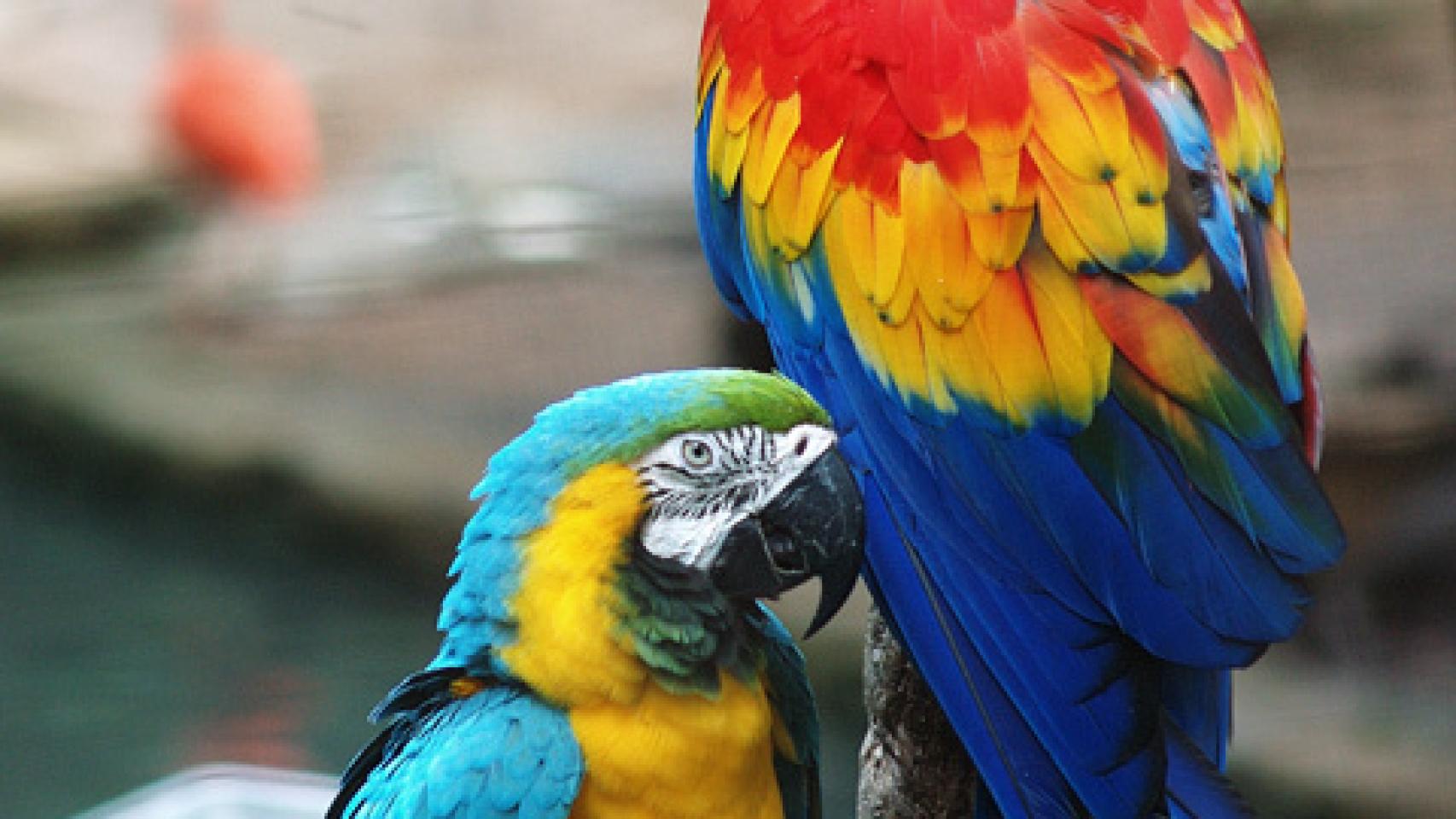 La lista de los 12 animales más inteligentes