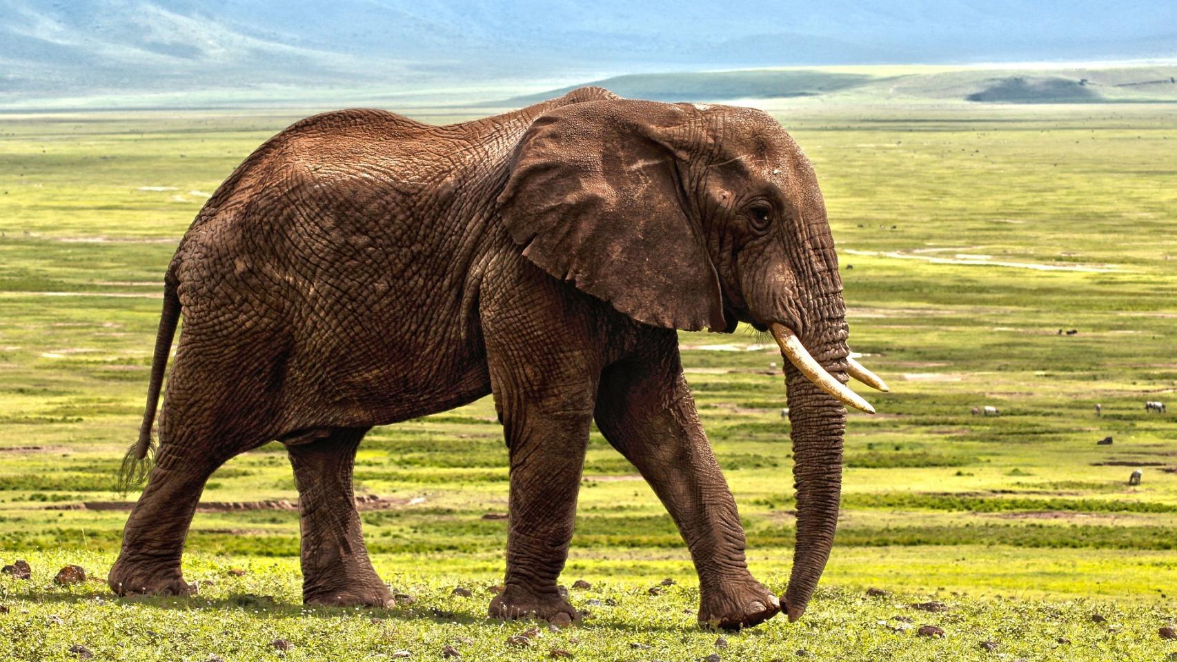 La lista de los 12 animales más inteligentes