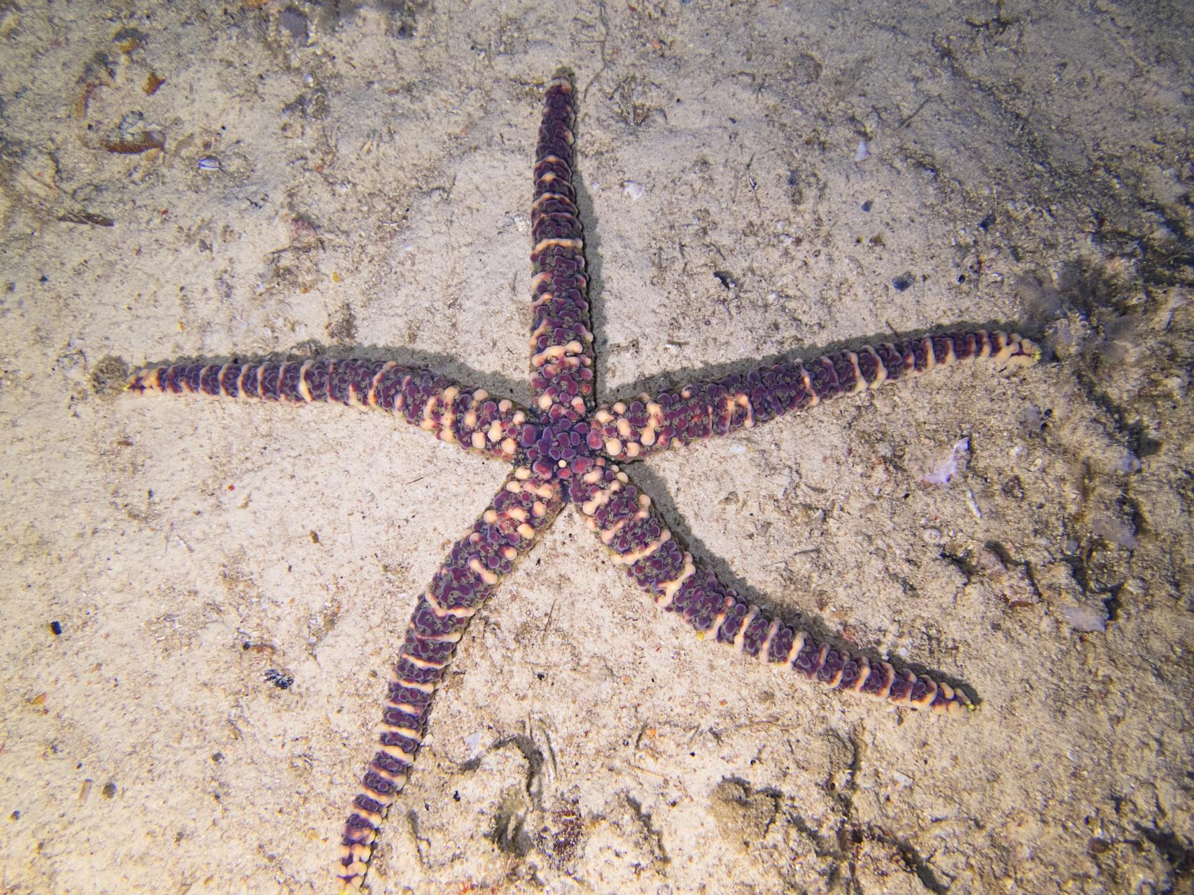 La fotógrafa del mar retrata la gran diversidad de los equinodermos