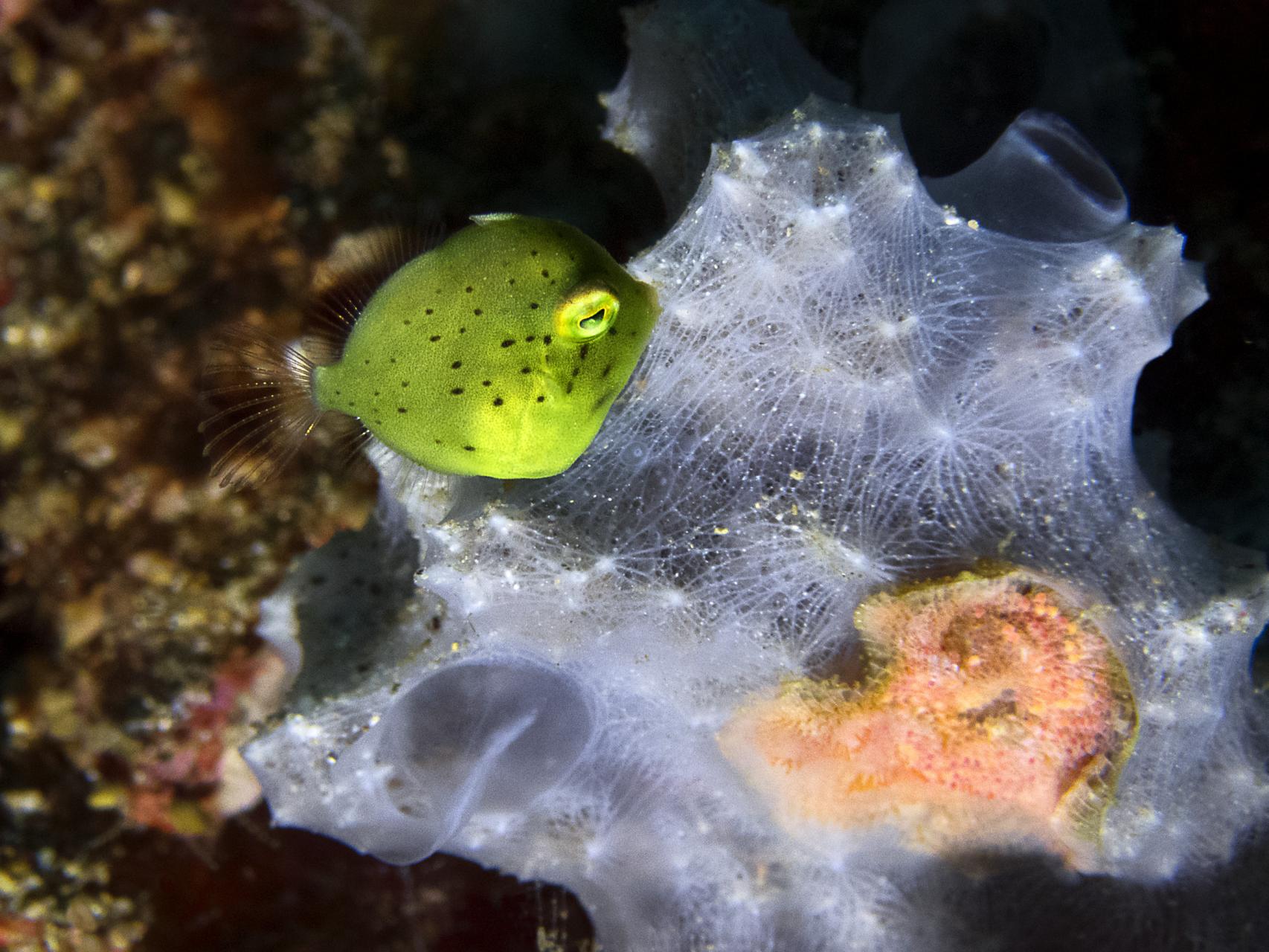 El objetivo de la fotógrafa del mar nos acerca a los peces de los ...