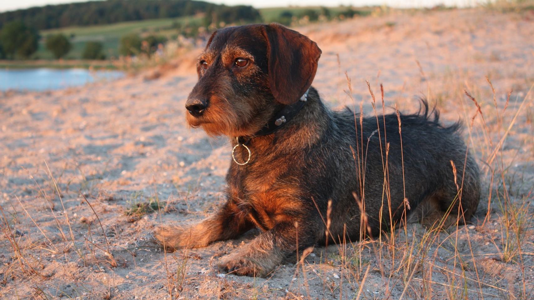Las razas de perros más hermosos